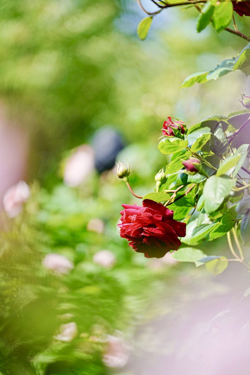 Rose Garden | GANREF