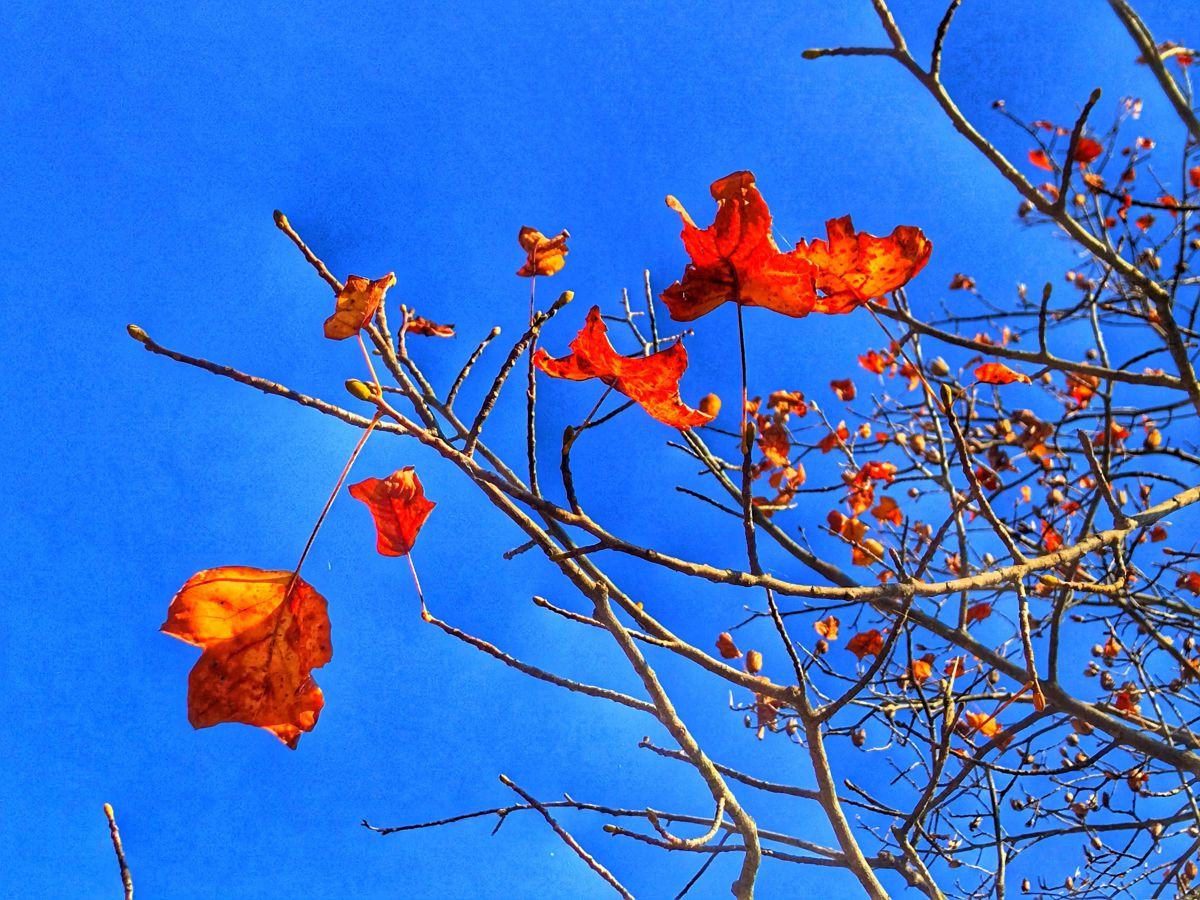 Withered leaves | GANREF