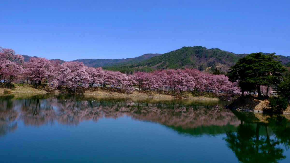 Sakura Reflection | GANREF