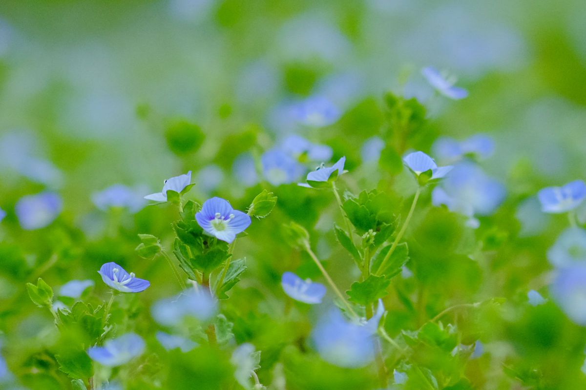 Spring Blue | GANREF