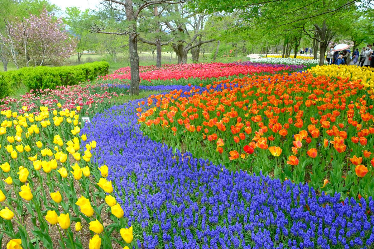 Muscari River | GANREF