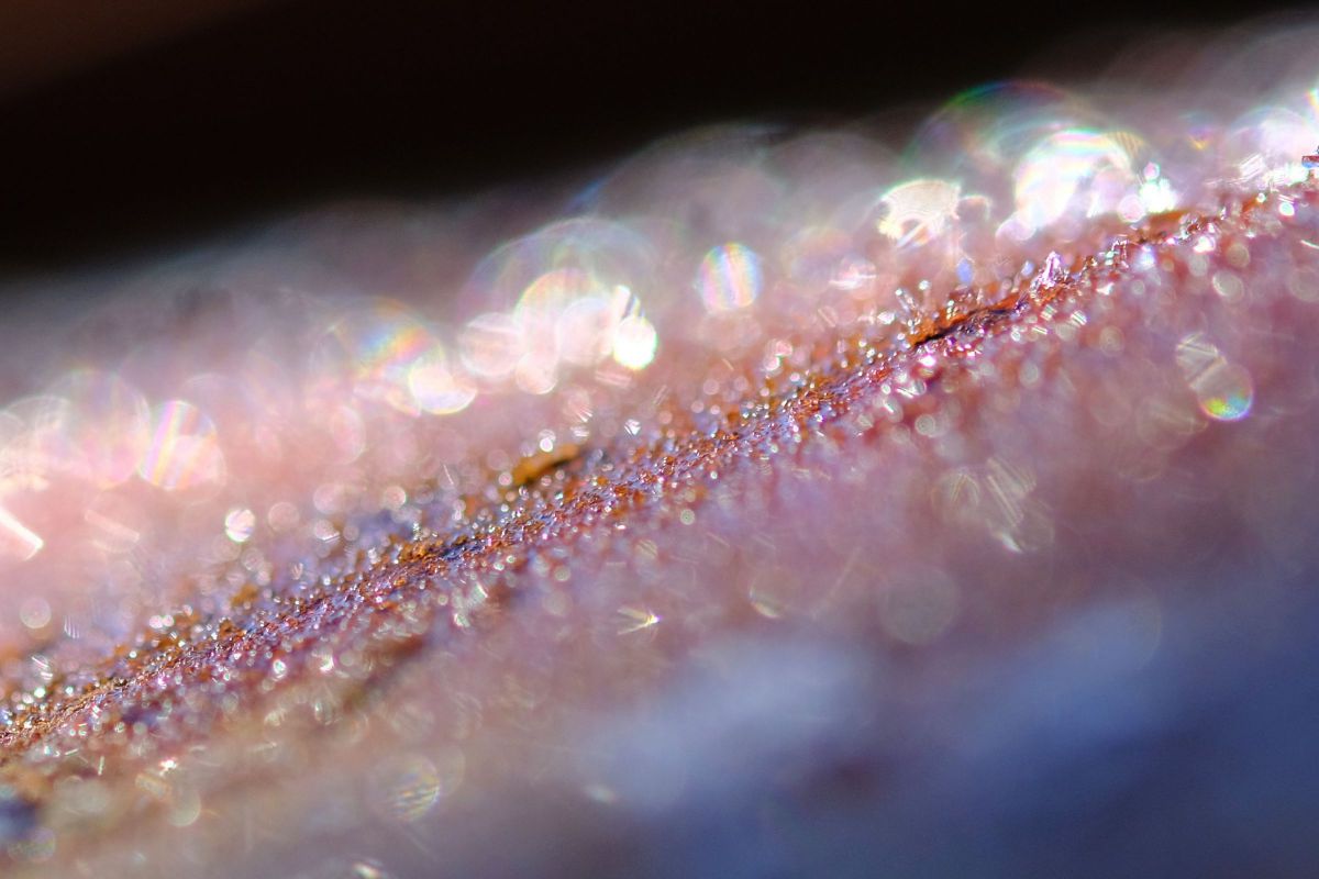 Out of Focus | GANREF