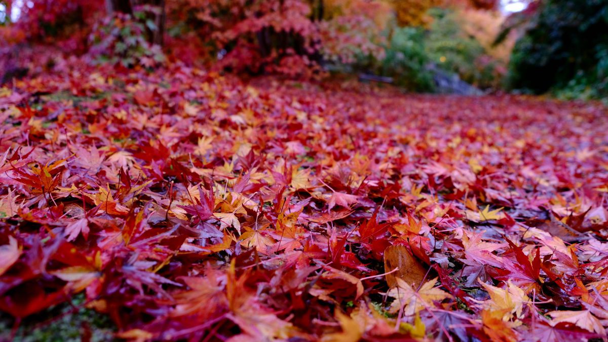 Maple Carpet | GANREF