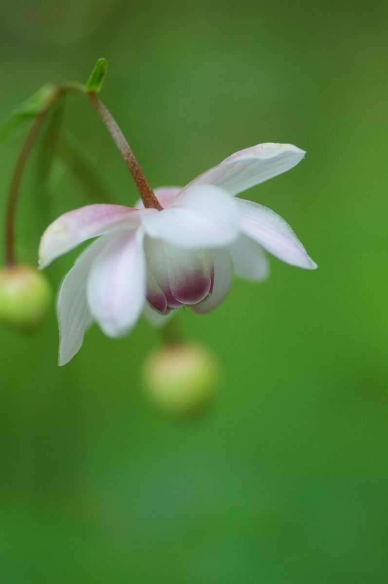 D300SのHD動画による北海道の夏の花 2010 | GANREF
