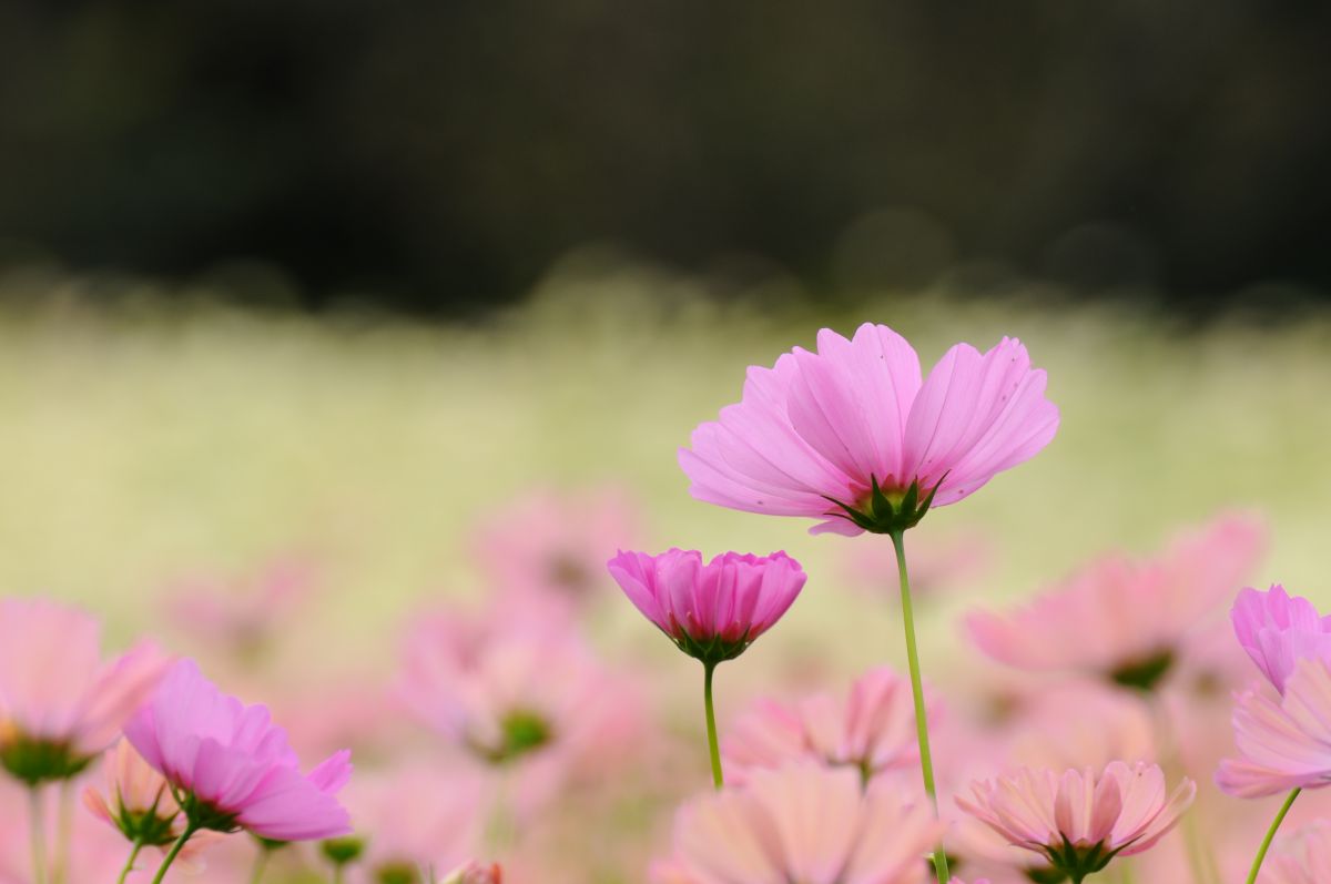 SP70-300レビュー by 寄生細菌 【第三回】 ボケその1 | GANREF