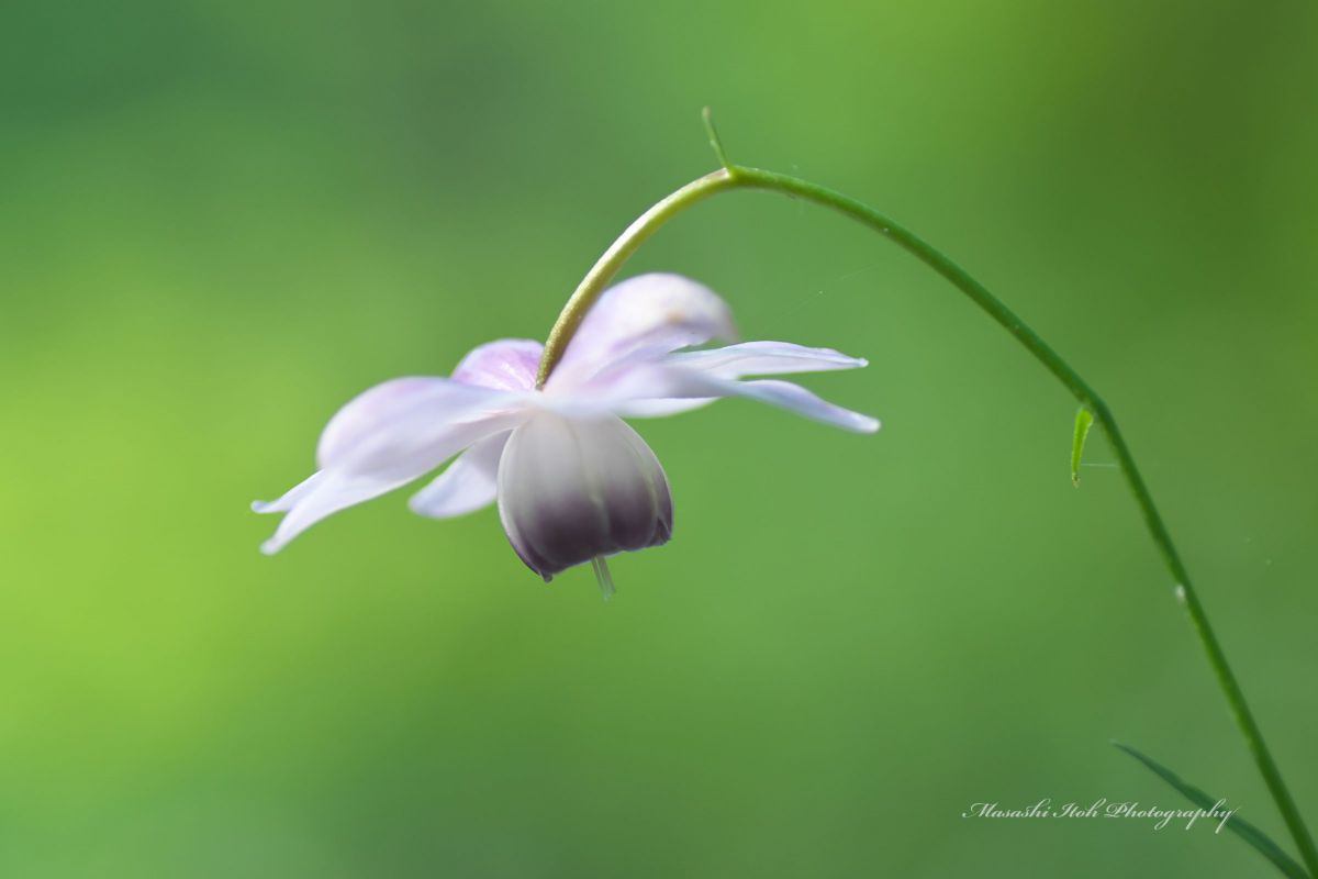 森の貴婦人-2022 | GANREF