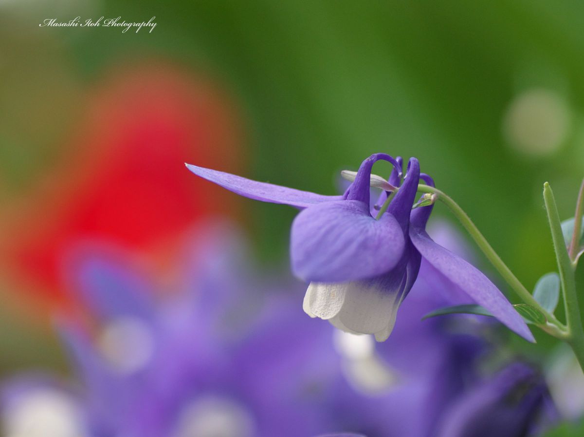 Do you love me | GANREF