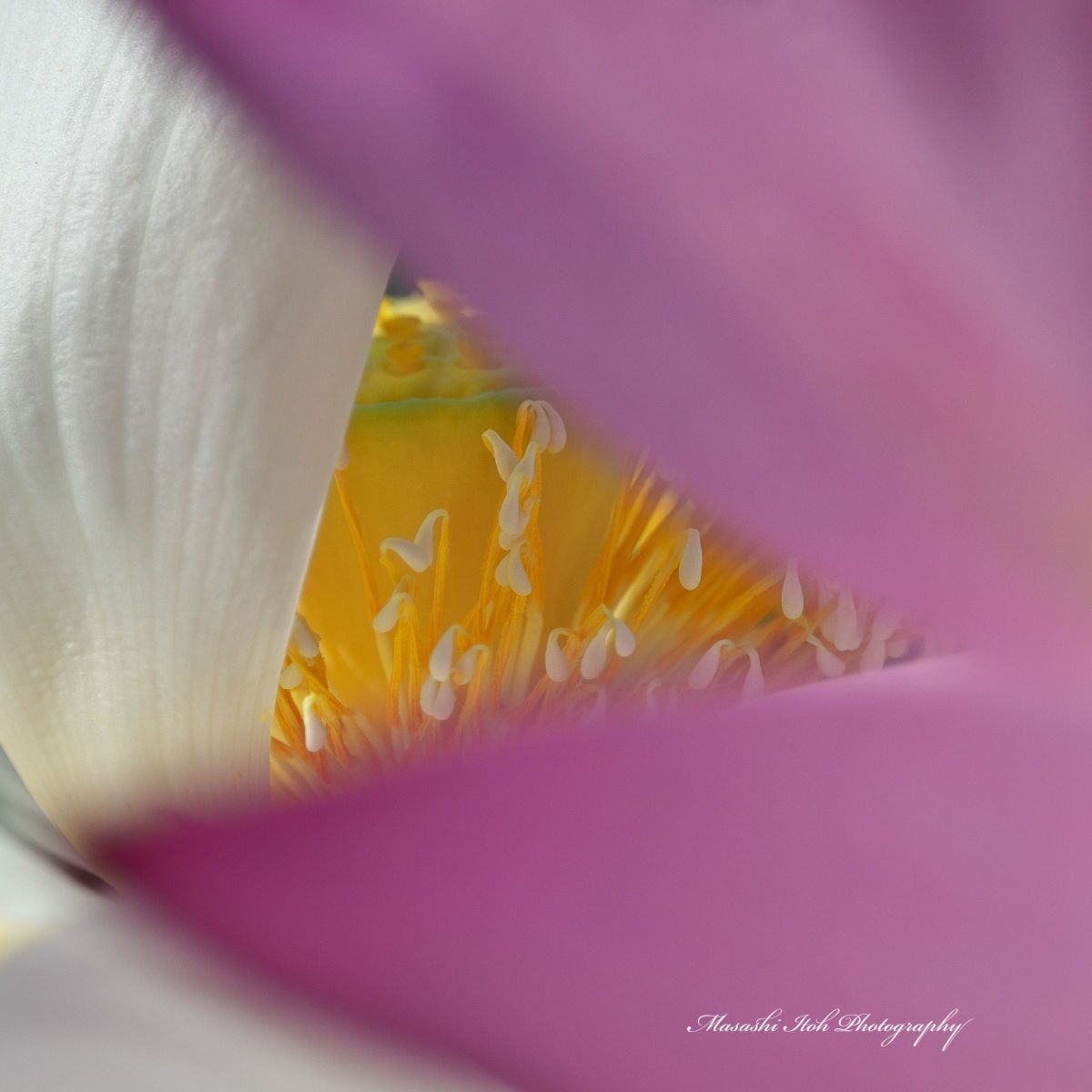 Mystery Triangle | GANREF