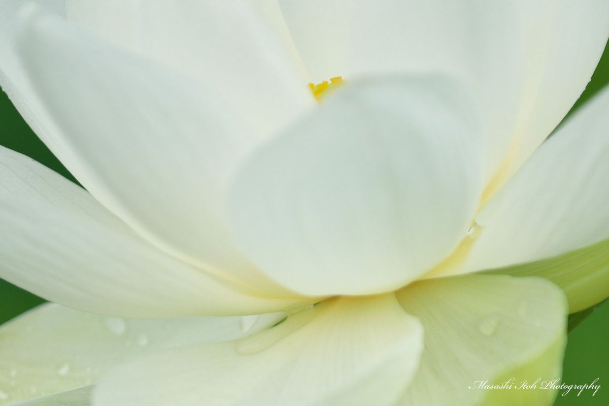 Erotic Lotus | GANREF