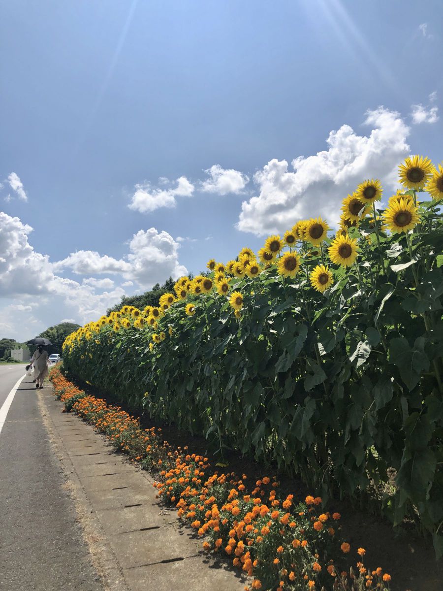 Walking in midsummer | GANREF