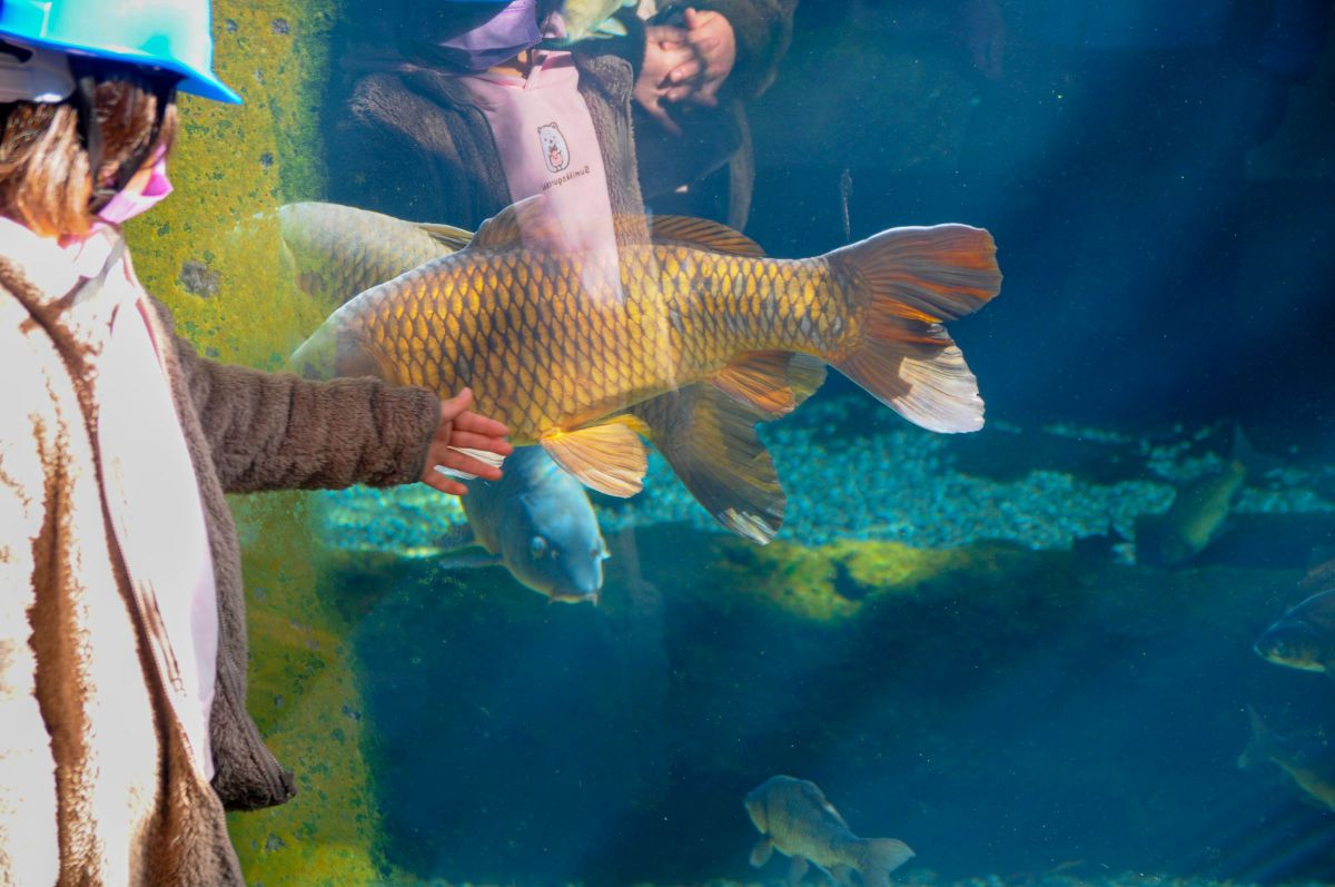 Before / After | GANREF