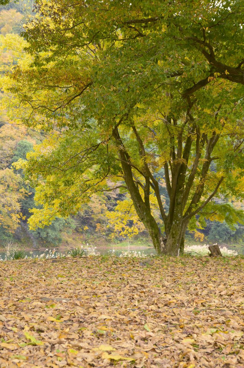 黄葉 その2 | GANREF