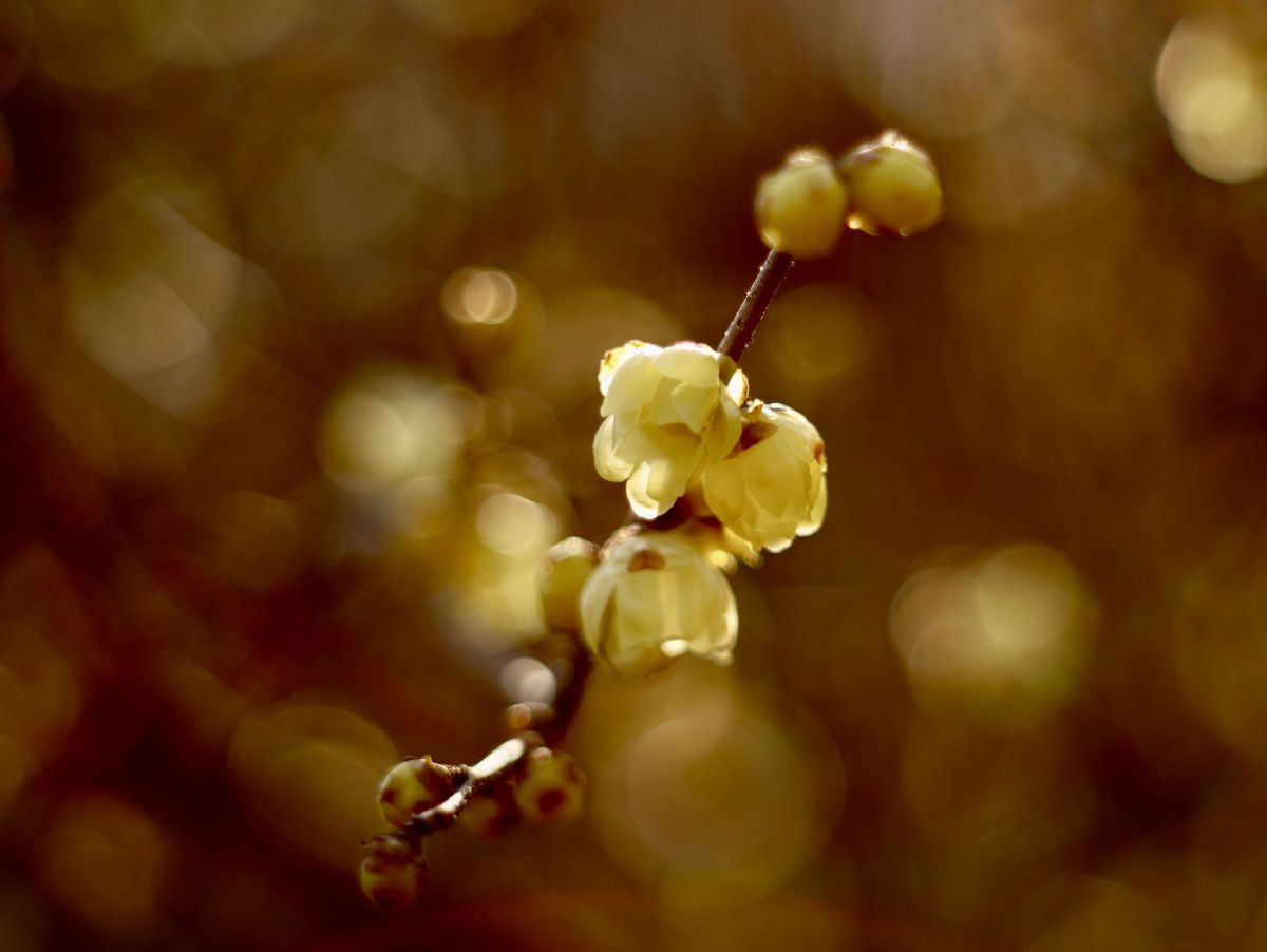 うたた寝II | GANREF