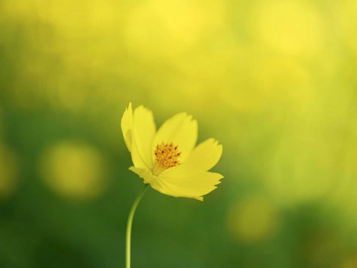 レモンブライト2023 | GANREF