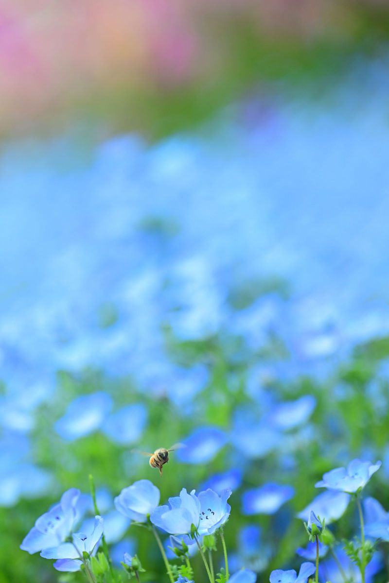 Nemophila & Bee | GANREF