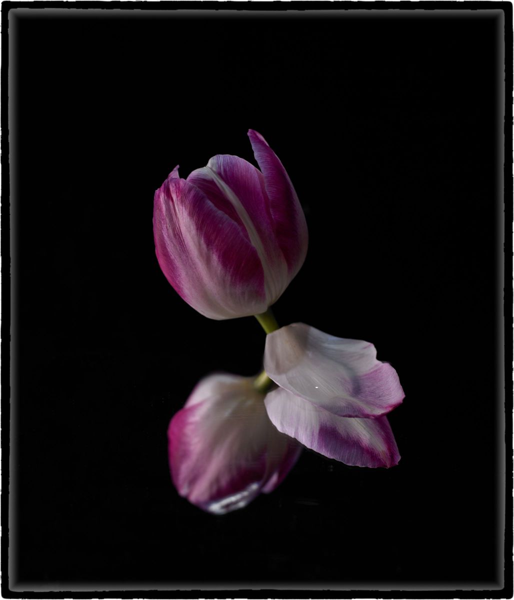 スナップ34 | GANREF