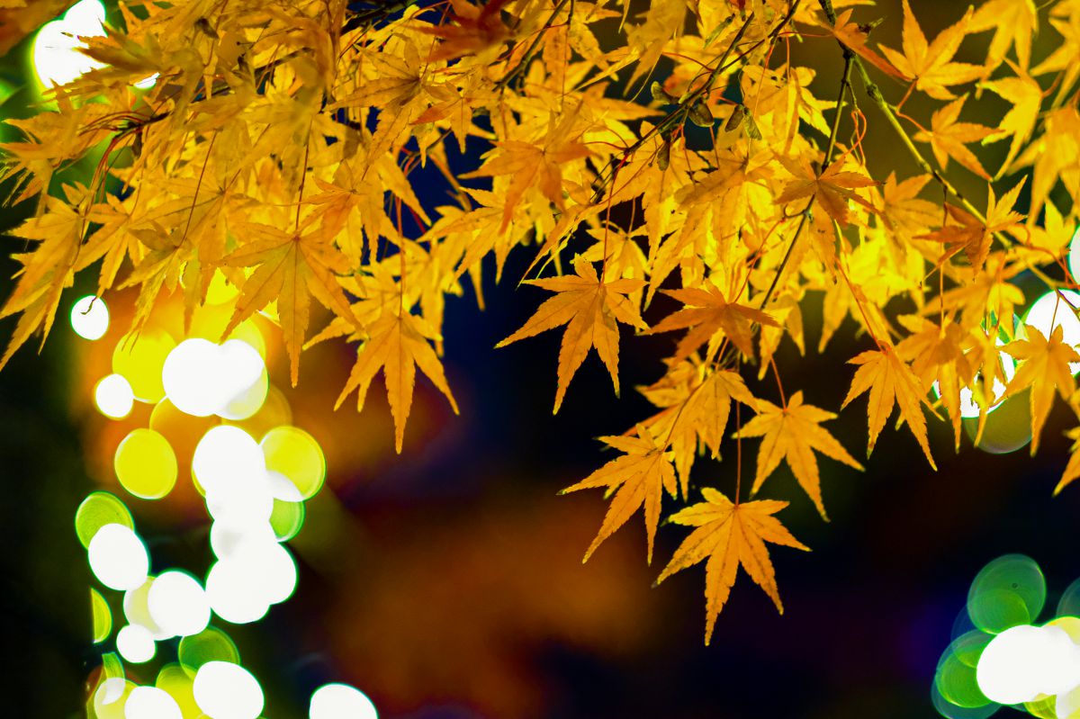 Tokio Mid-Night maple leaf | GANREF