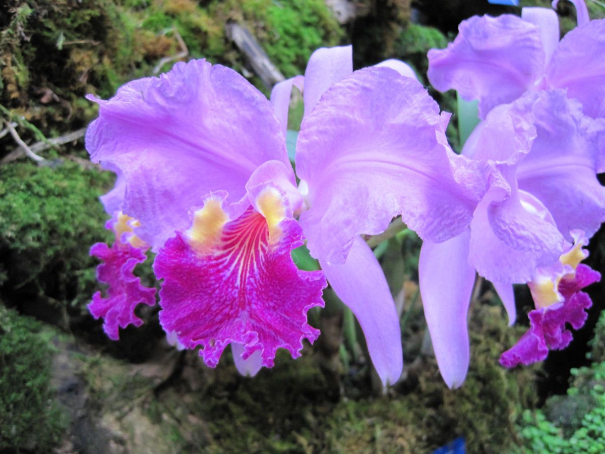 the カトレア | GANREF