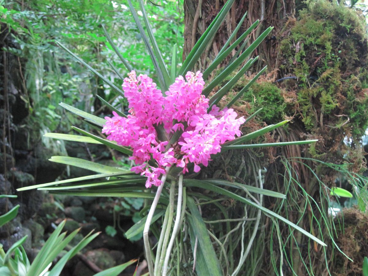 ショッキングピンク | GANREF