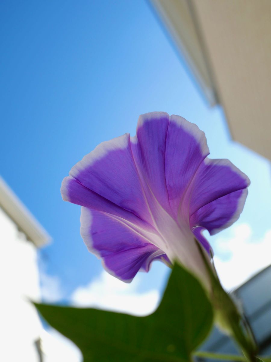 morning bugle | GANREF