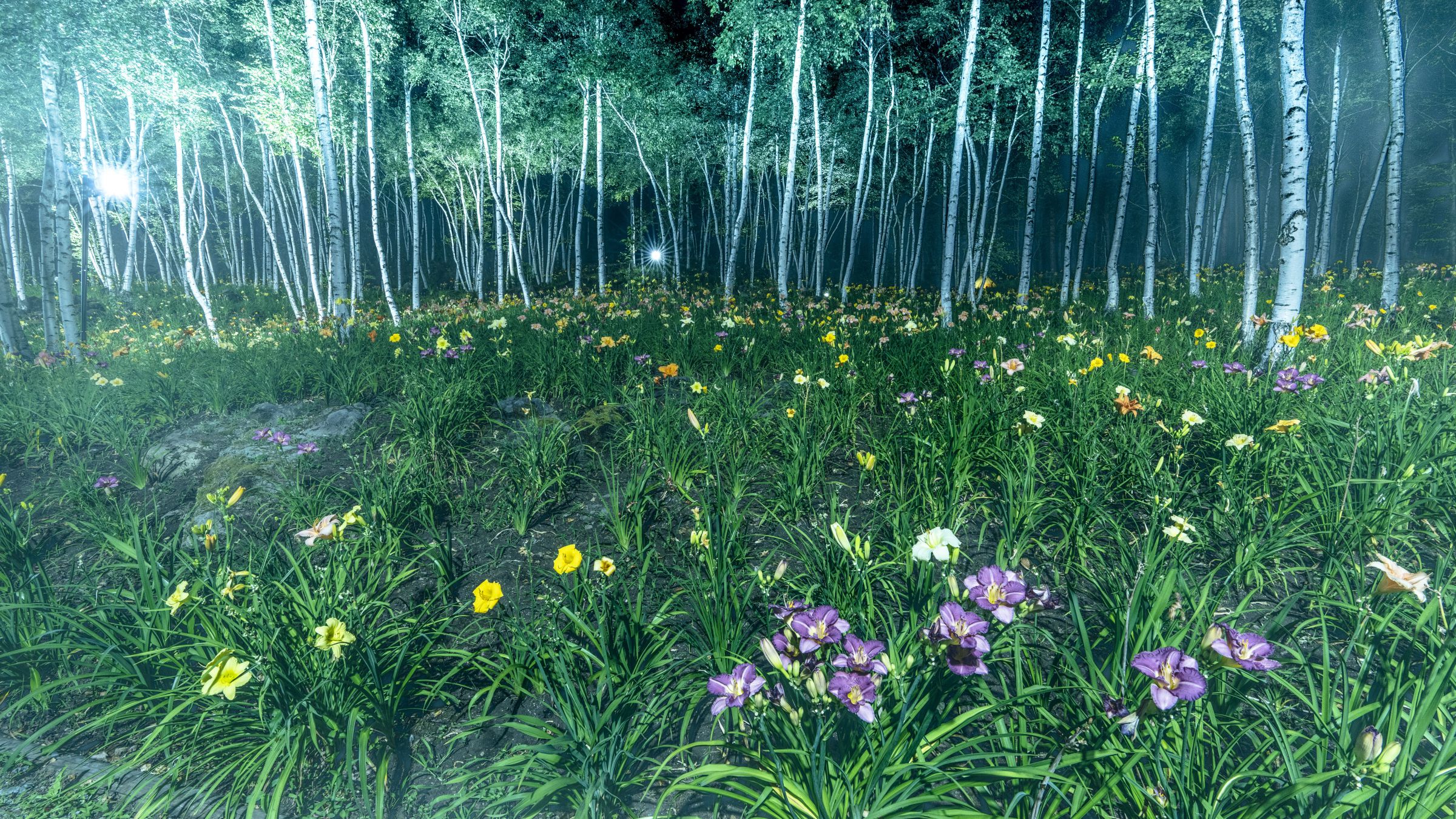 白樺の森の壁紙