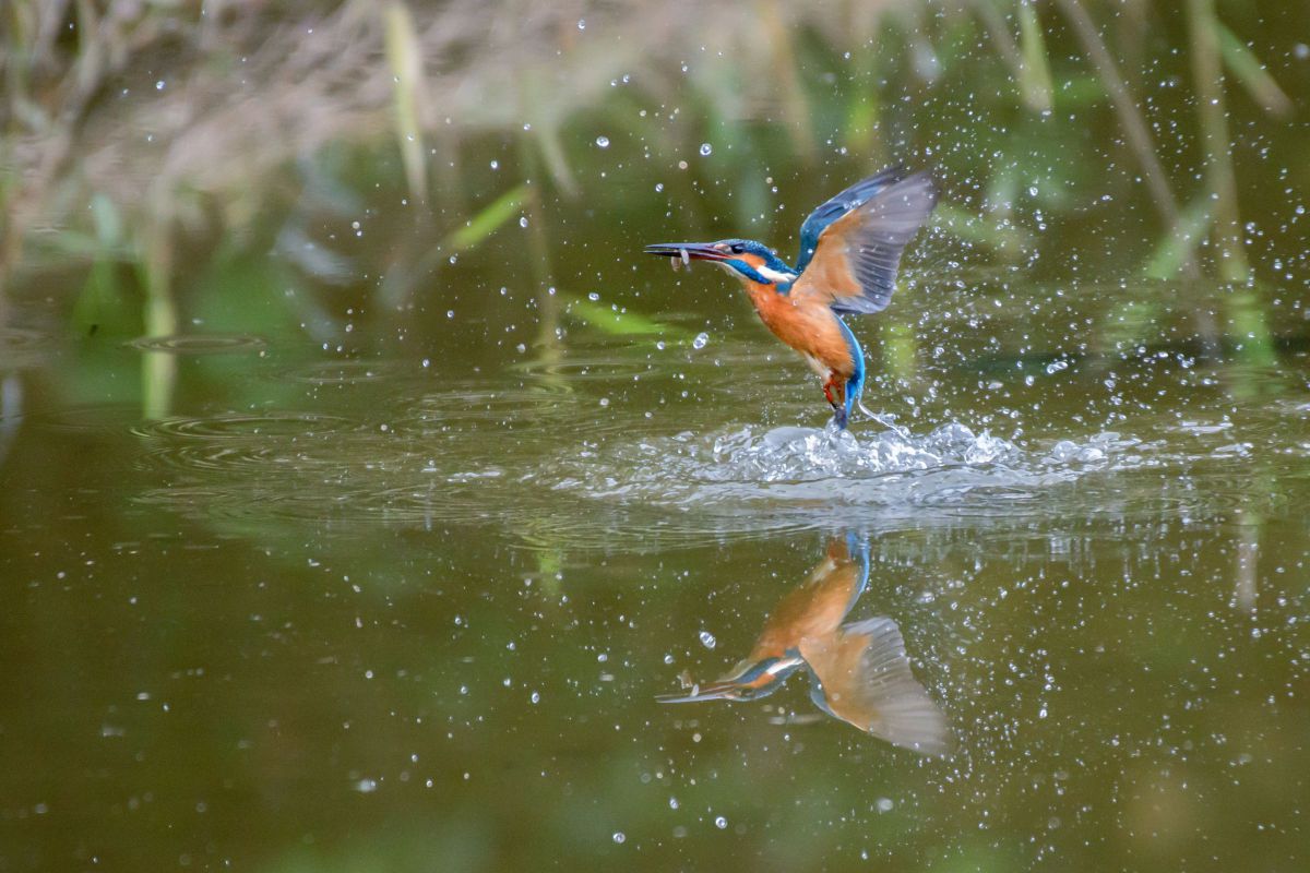 The classic | GANREF