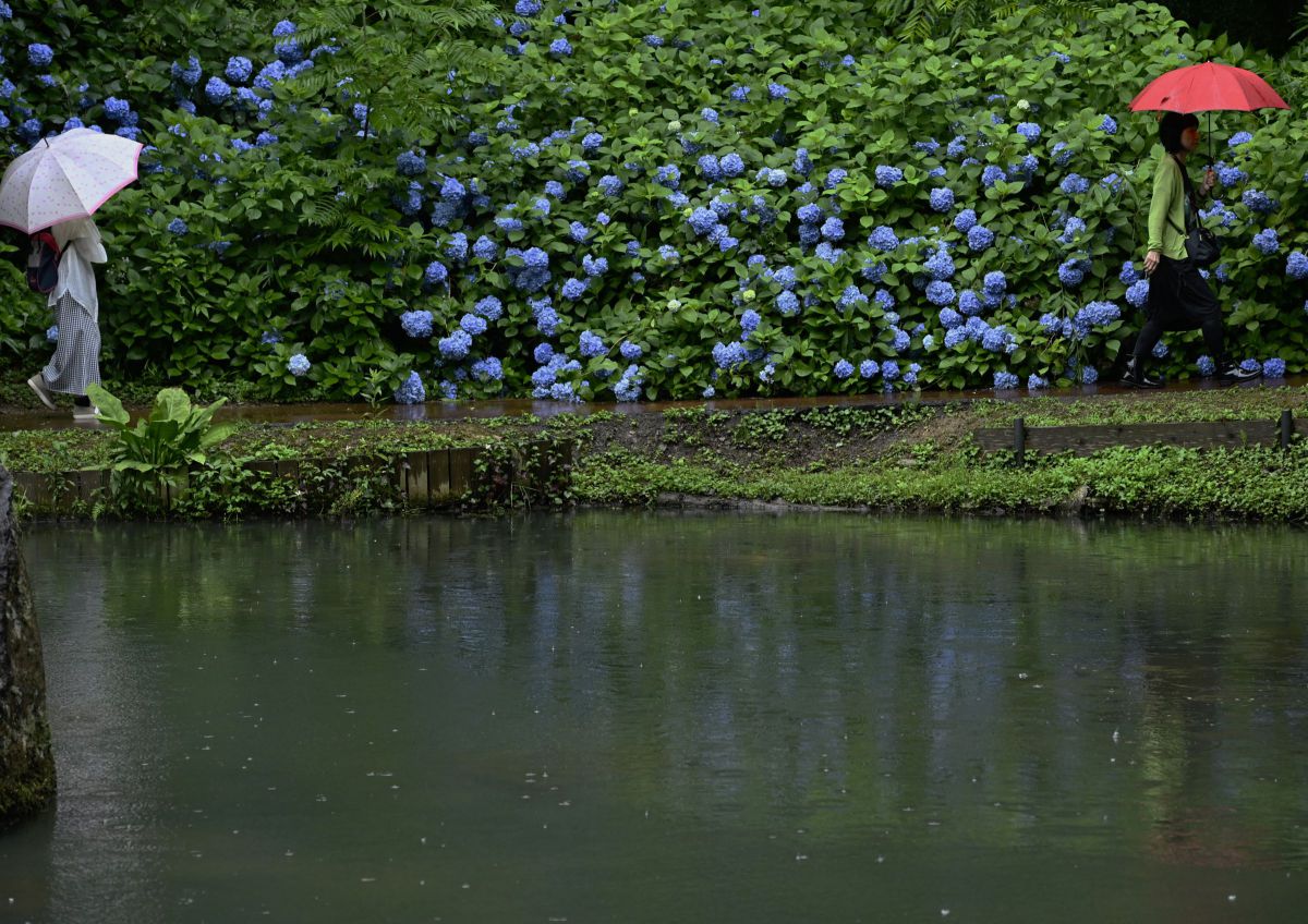 梅雨の池 | GANREF