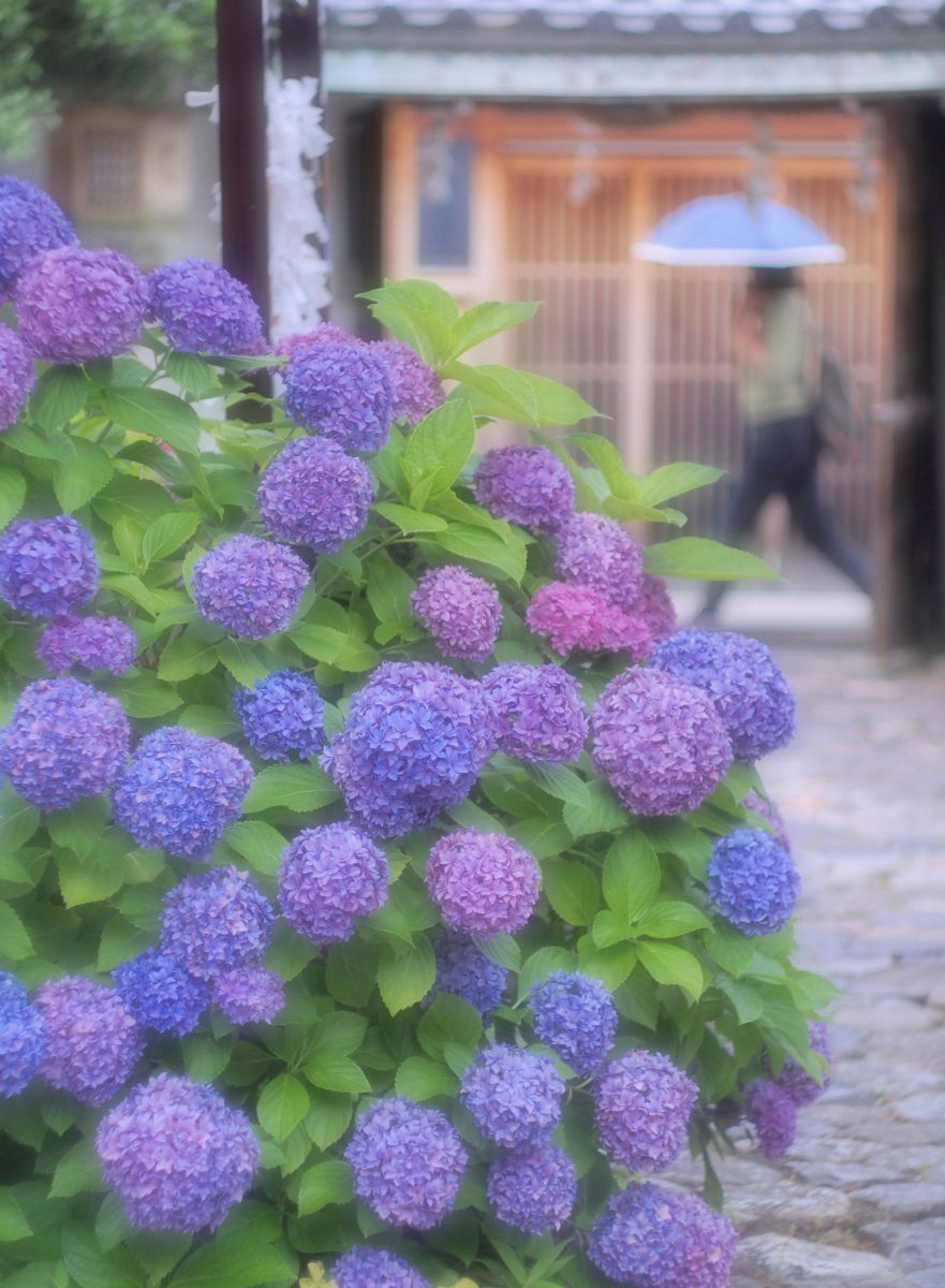 紫陽花と日傘の女性 | GANREF