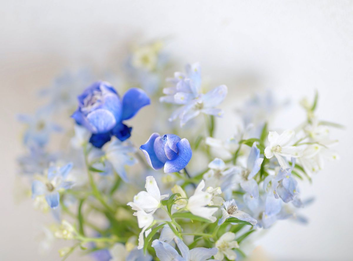 Something blue II | GANREF