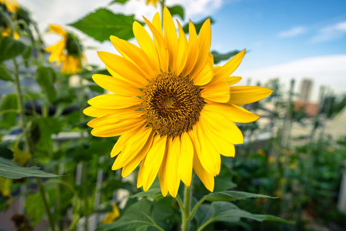 向日葵全開 | GANREF