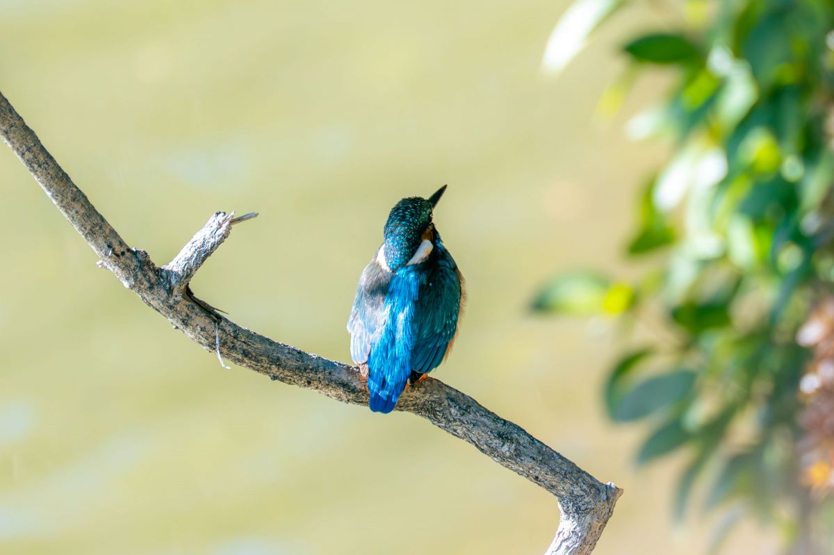 警戒中？ | GANREF