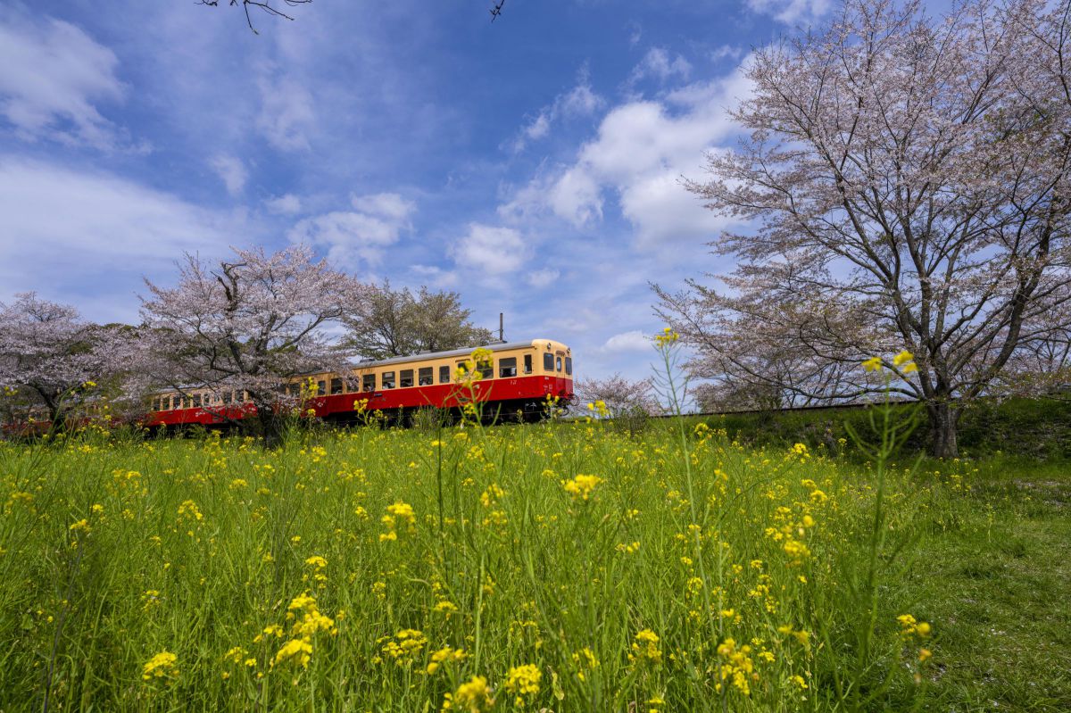 小湊鐵道 キハ200形 | GANREF