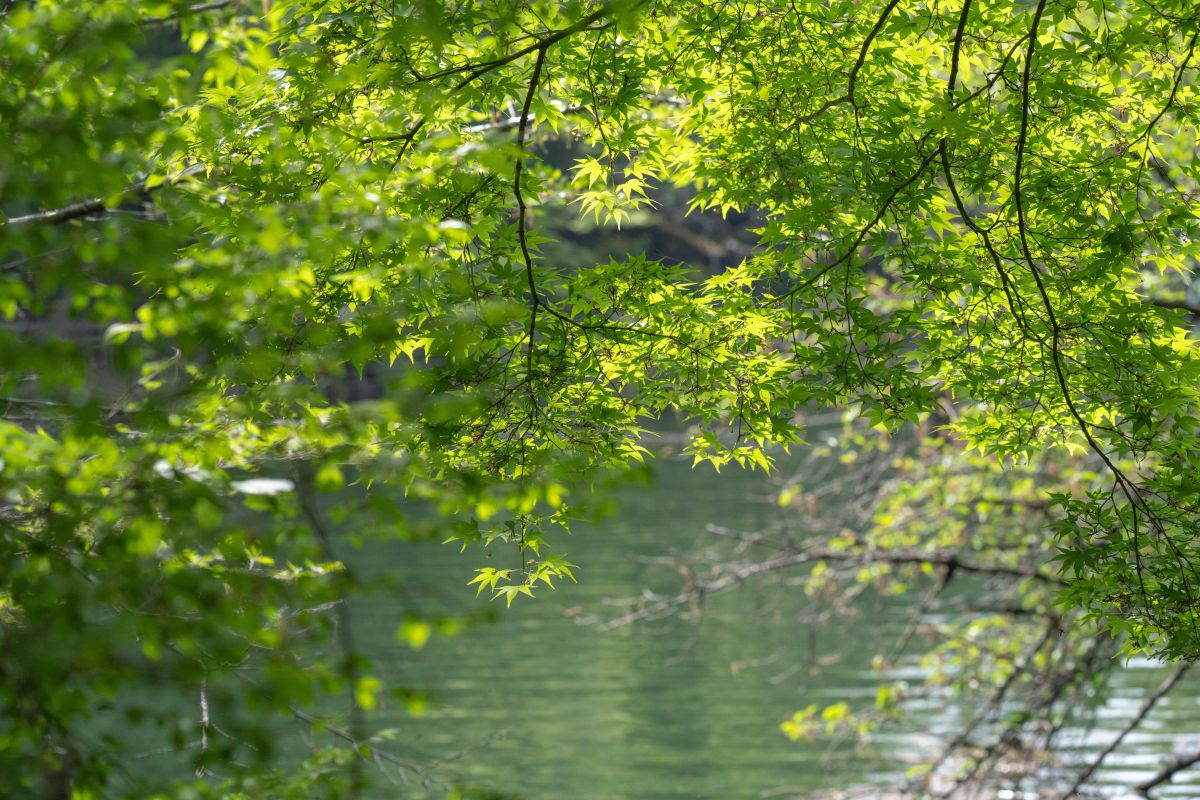 桜から新緑へ | GANREF