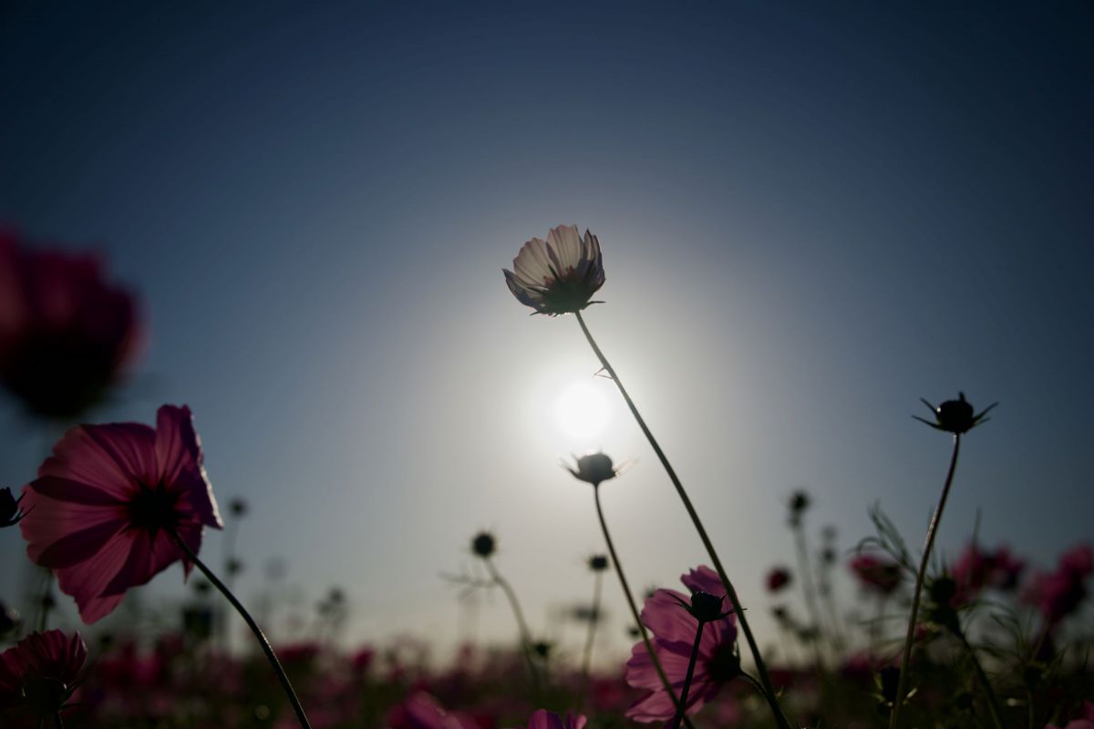 空に向かって | GANREF