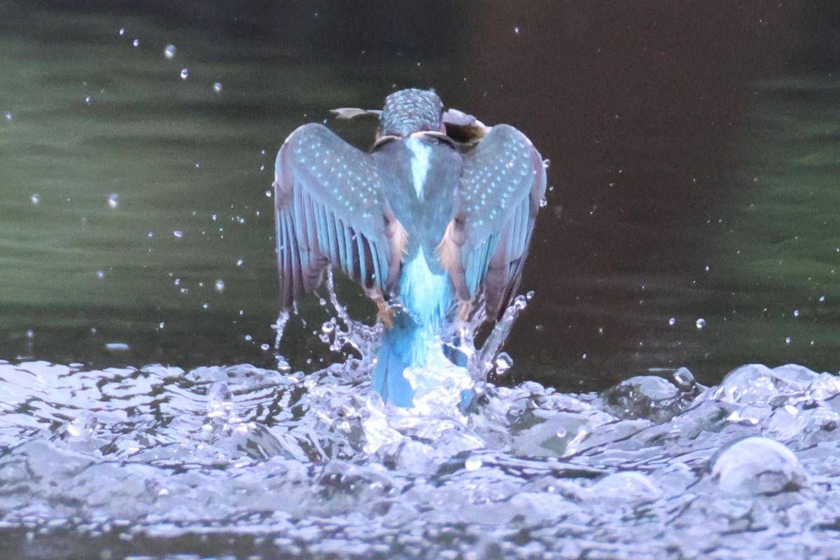 カワセミ13 | GANREF