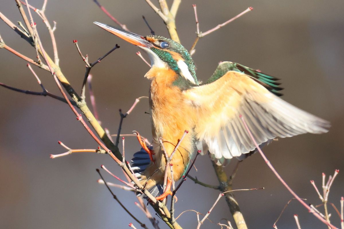 カワセミ50 | GANREF