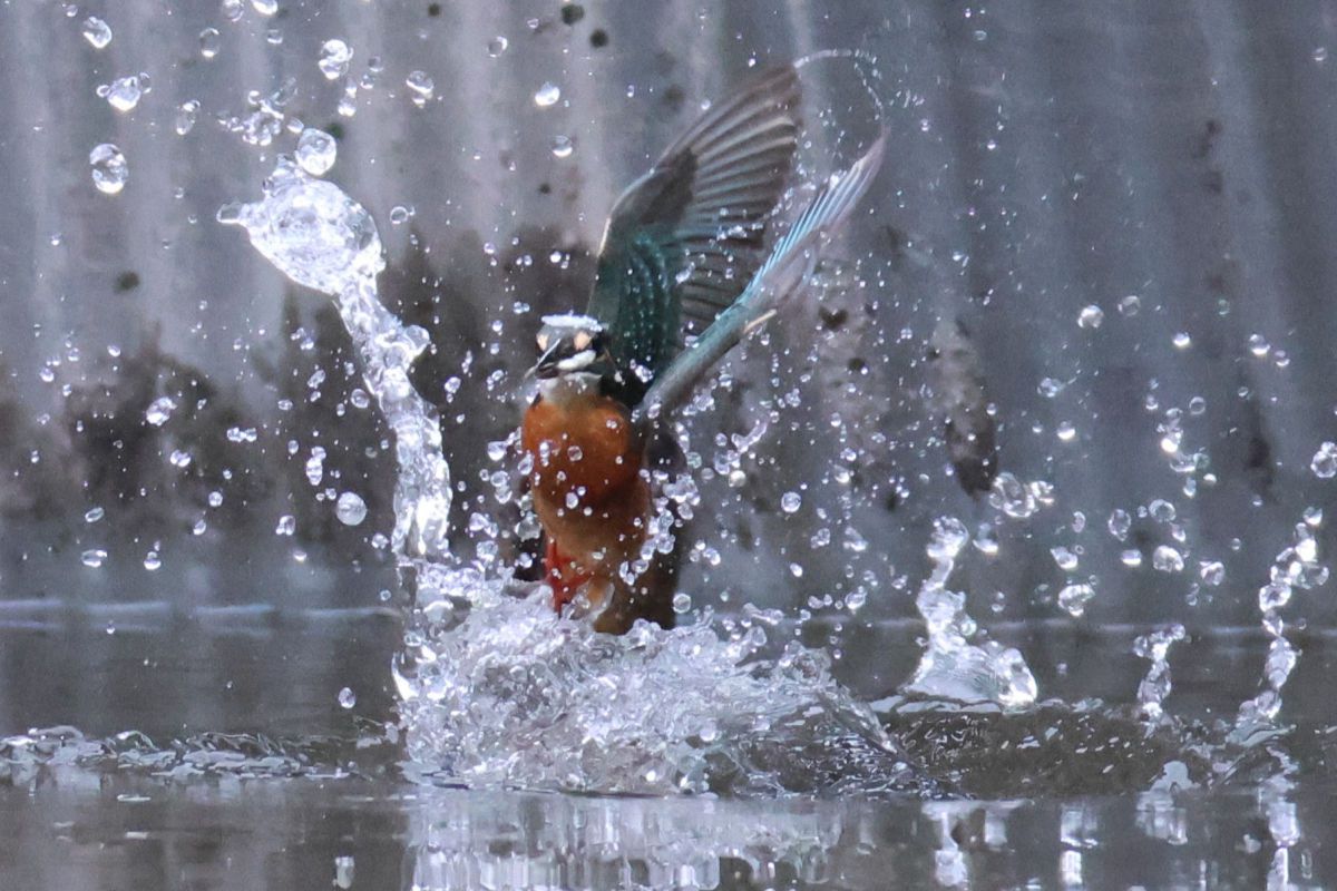 カワセミ33 | GANREF