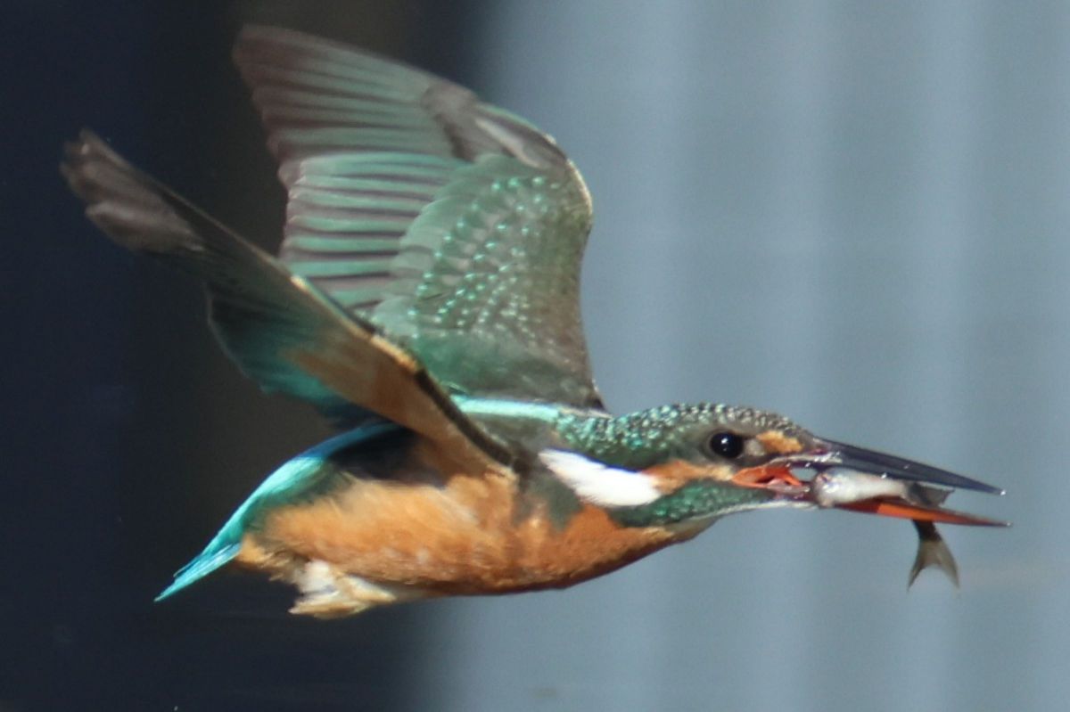 カワセミ47 | GANREF