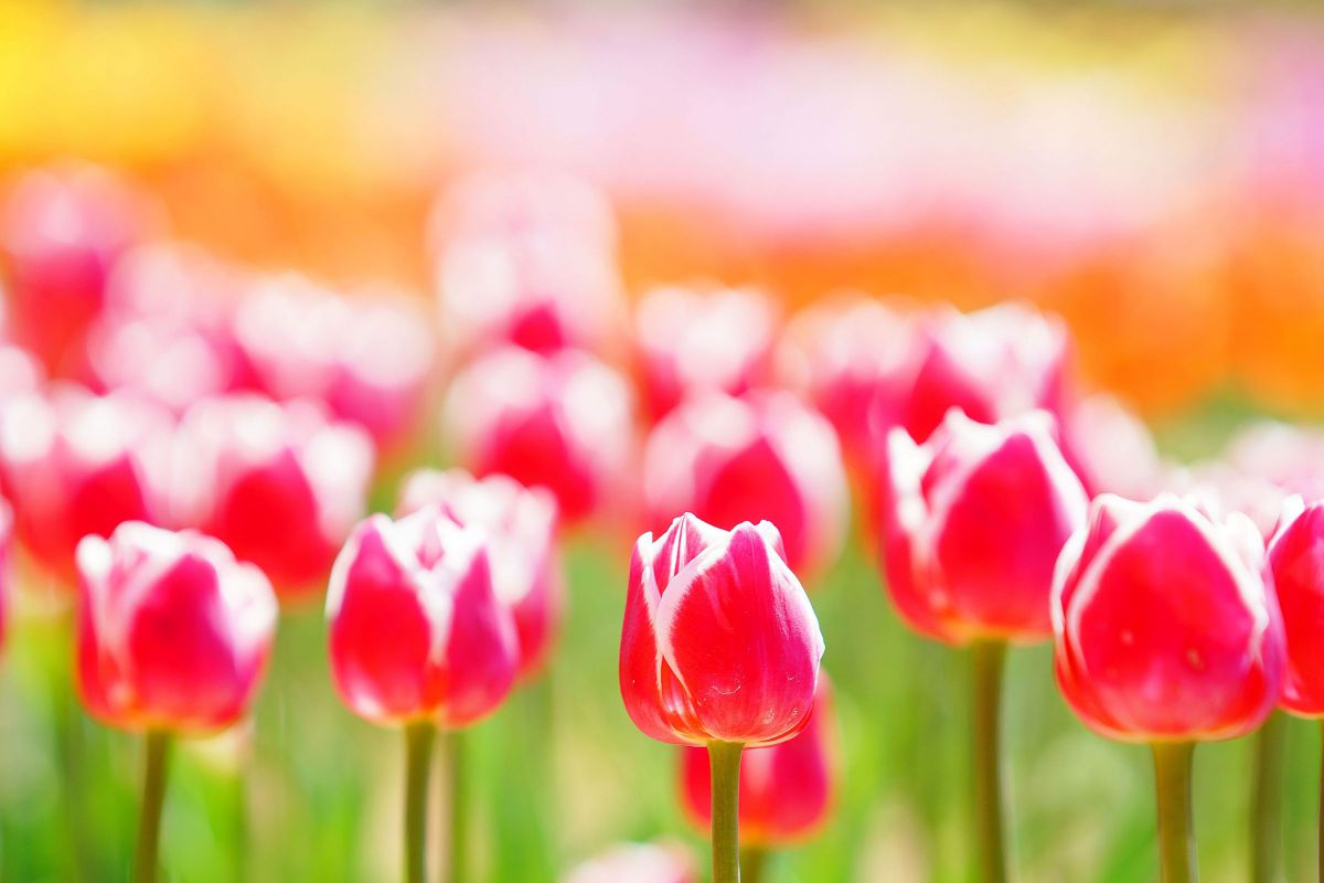 Wキャスト | GANREF