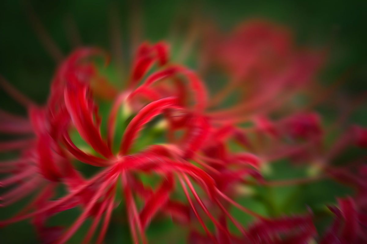 紅、迸る | GANREF