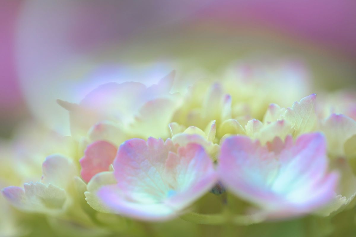 淡彩一陰 | GANREF