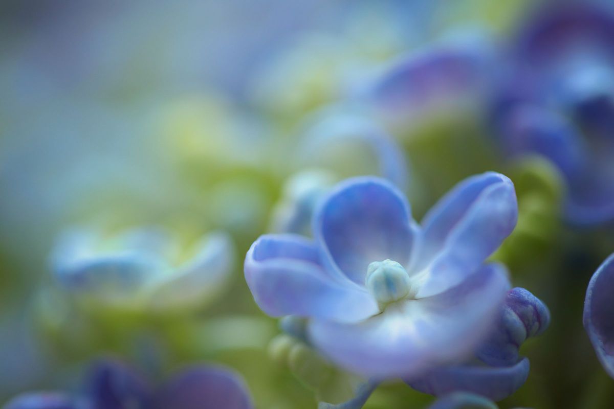 雨を待つ | GANREF