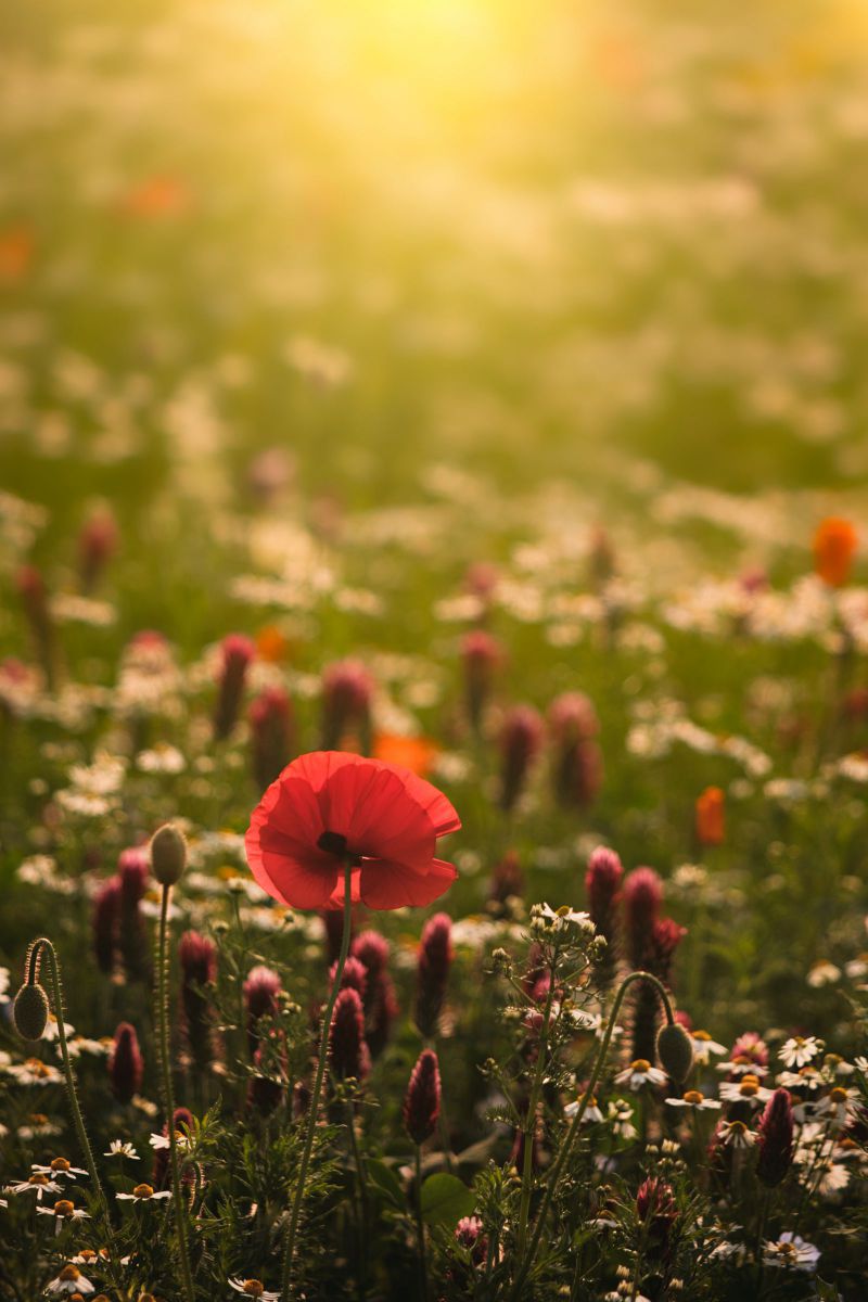 夕景美花 | GANREF