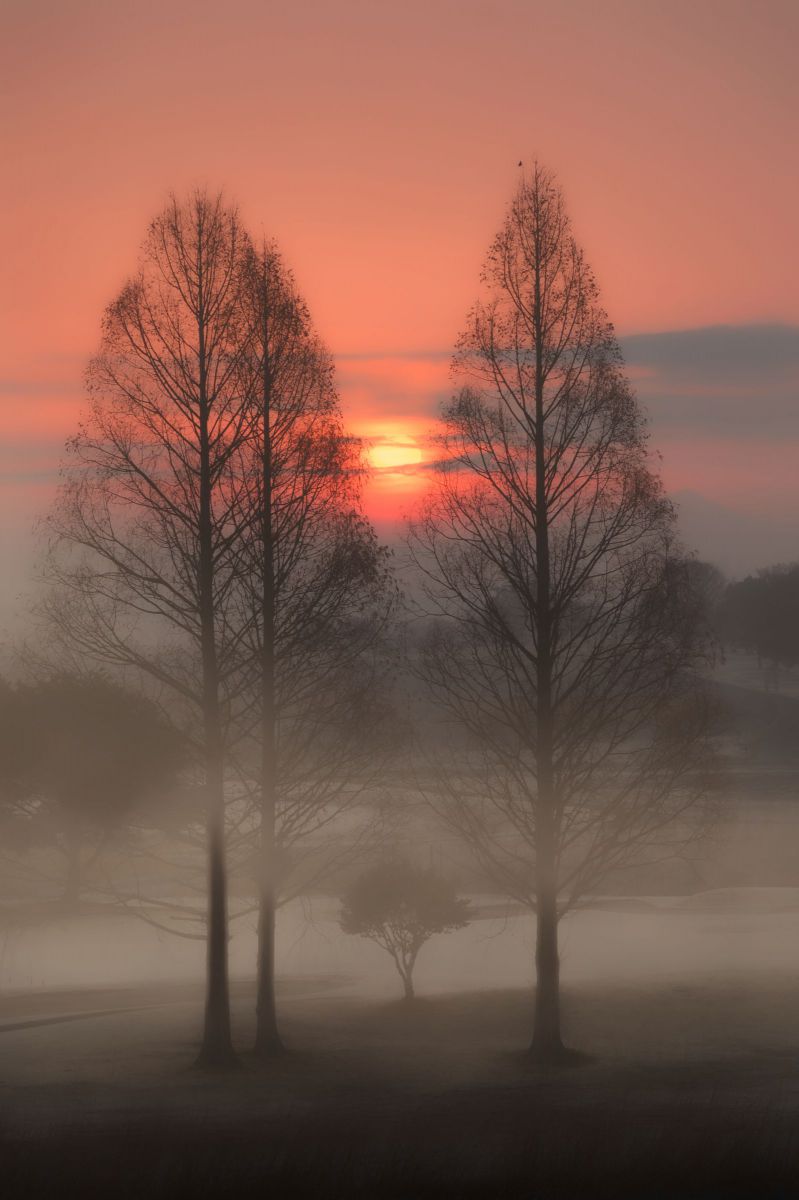 親子の樹 | GANREF