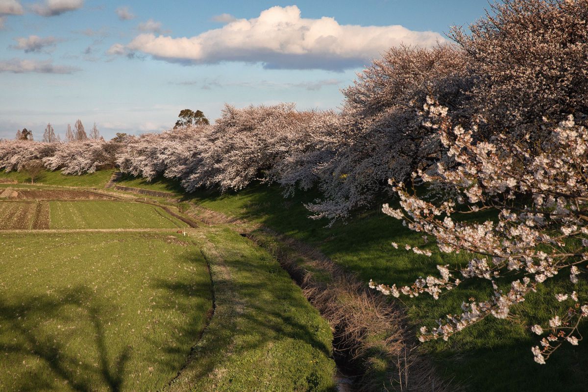 弓なりの春 | GANREF
