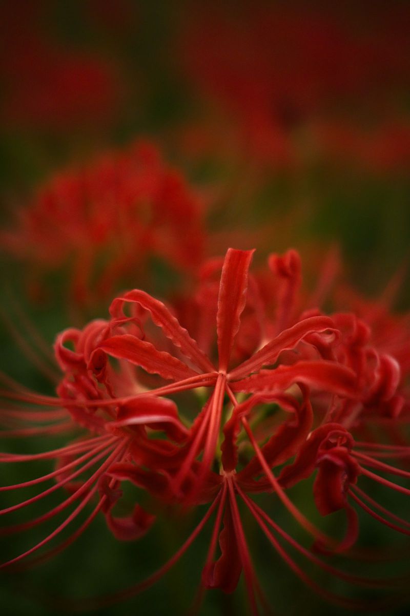 優しい赤 | GANREF