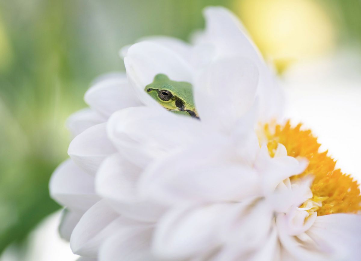 supreme bed | GANREF