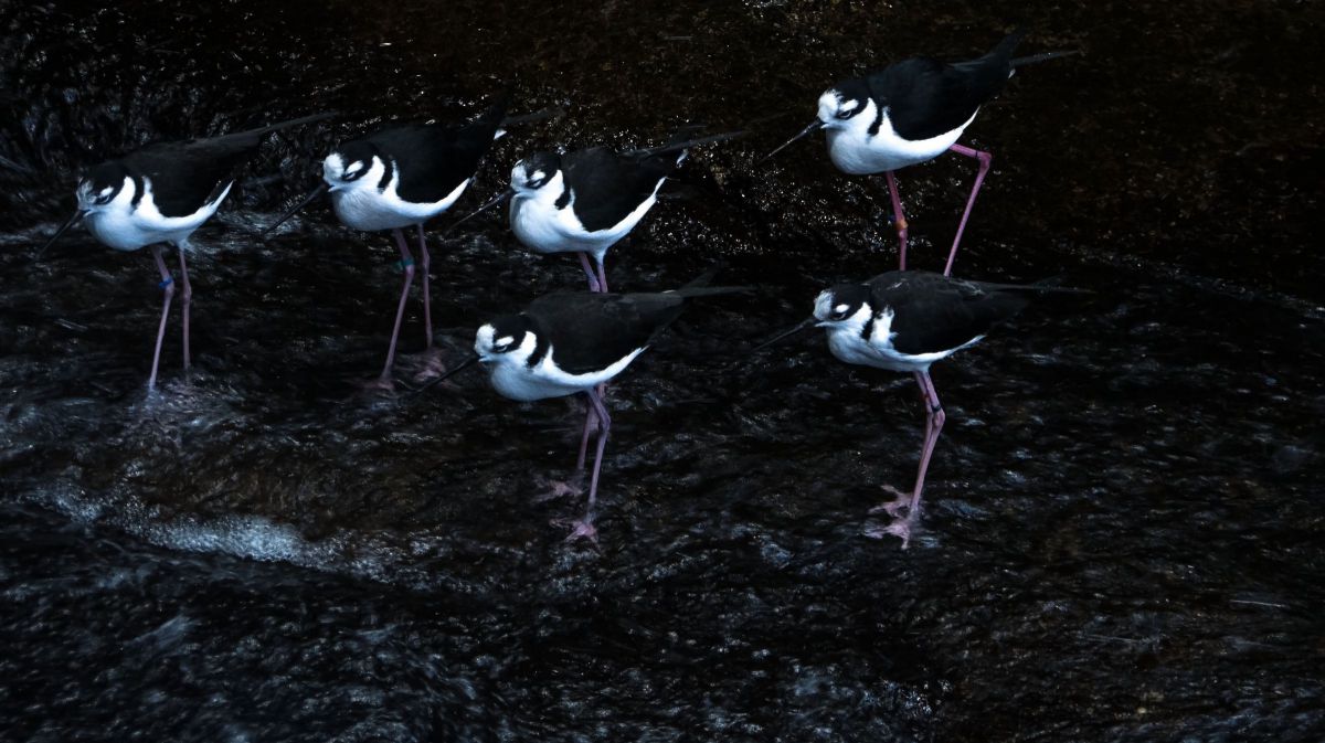 Stop Motion | GANREF