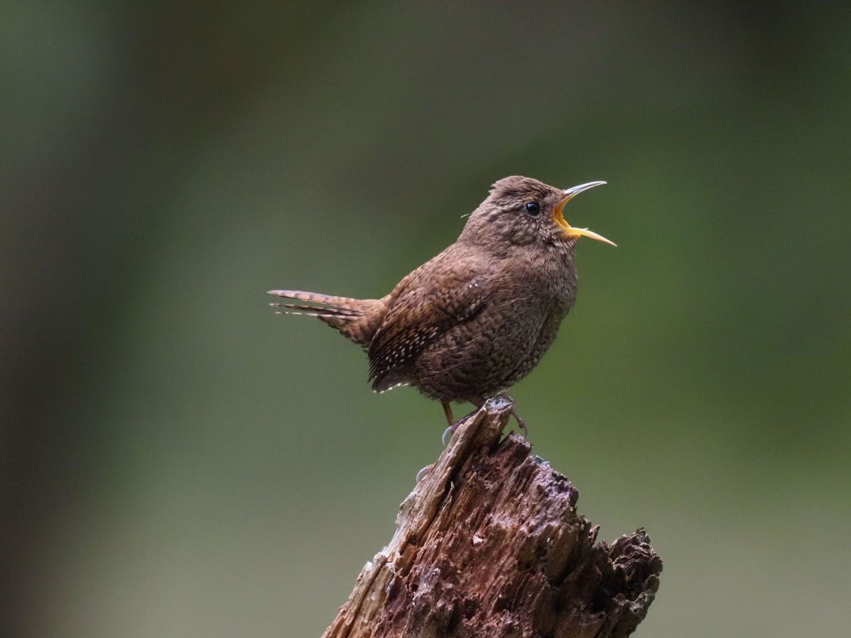 ミソサザイ | GANREF