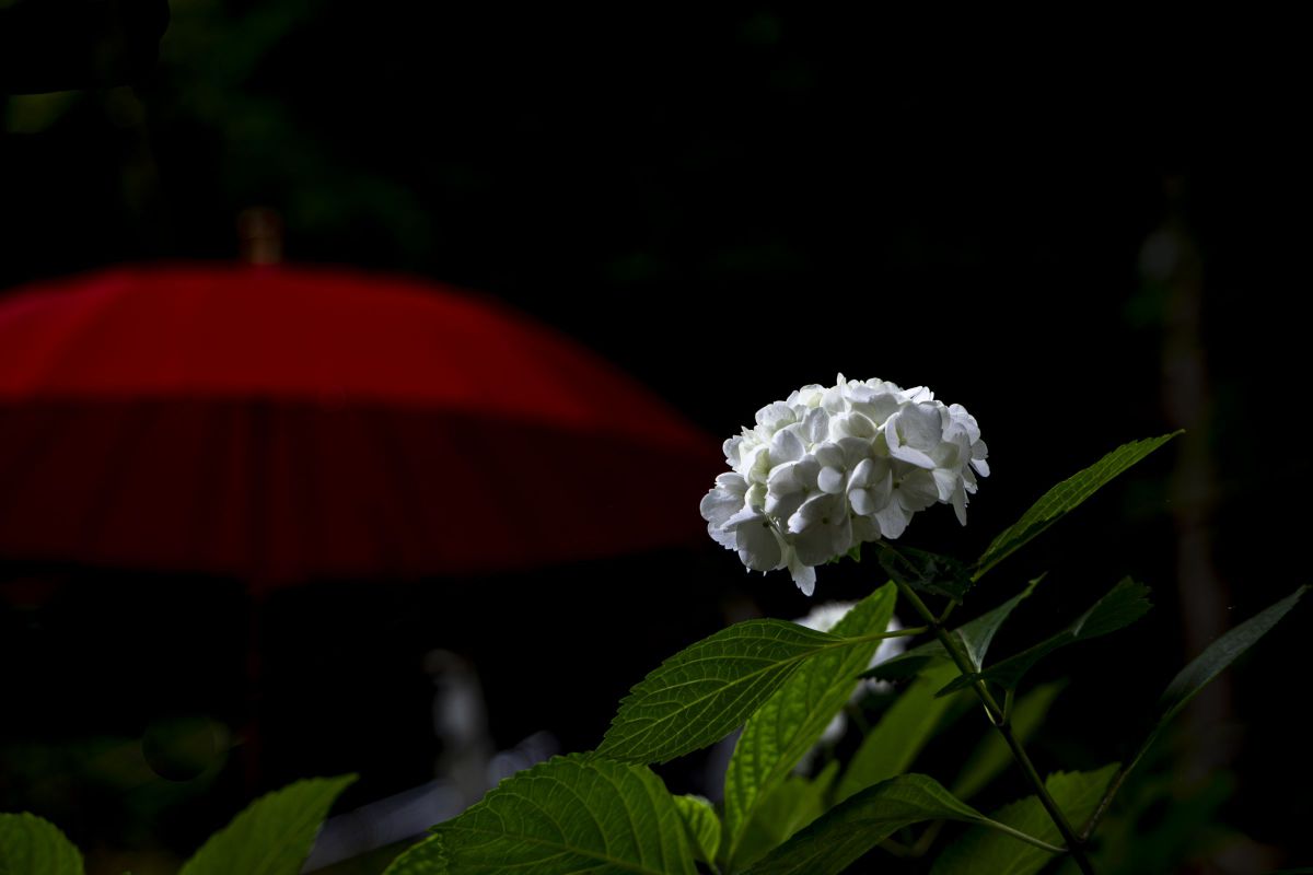 しろいあじさい | GANREF